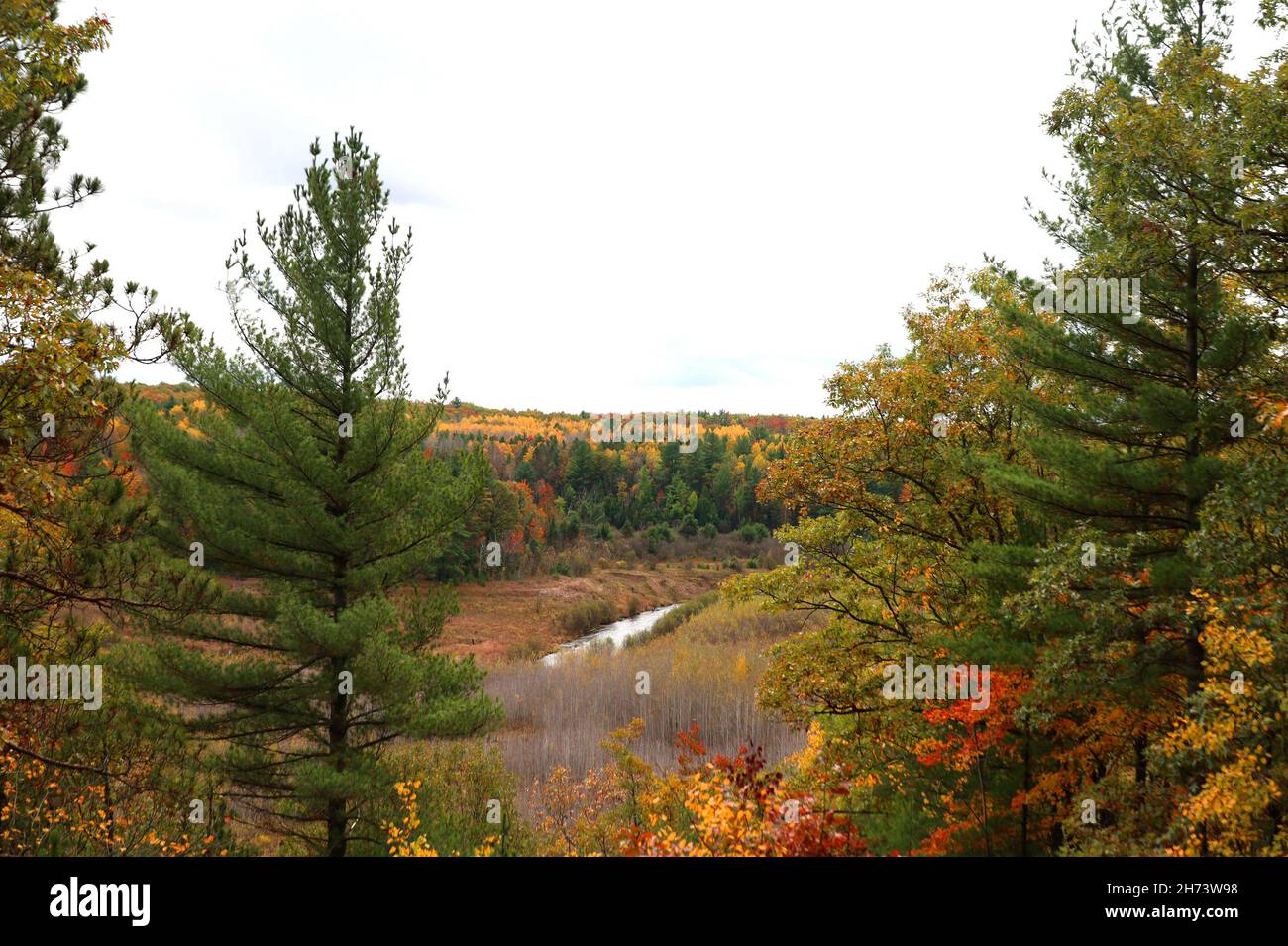 Long exposure shot of conifers and bushes in fall colors Stock Photo ...