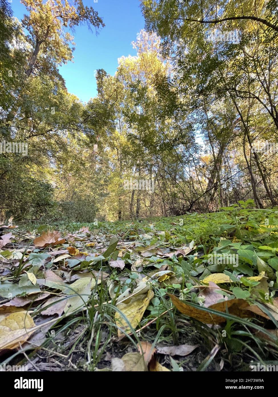 Vertical shot of fall leaves on the ground in the depths of a forest ...