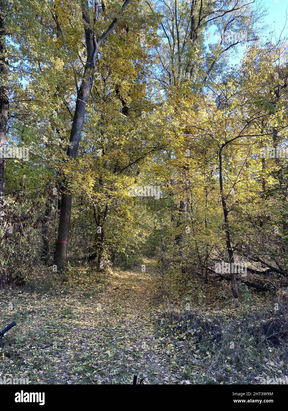 Vertical shot of a narrow footpath in the depths of a forest Stock ...