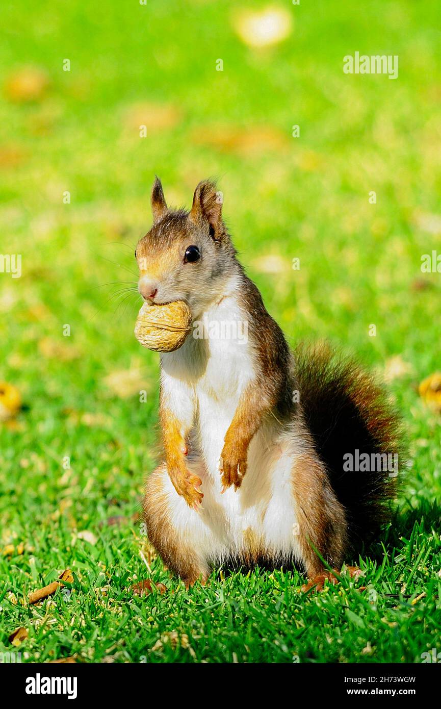 Wild mammals in their natural environment - natural environment Stock ...