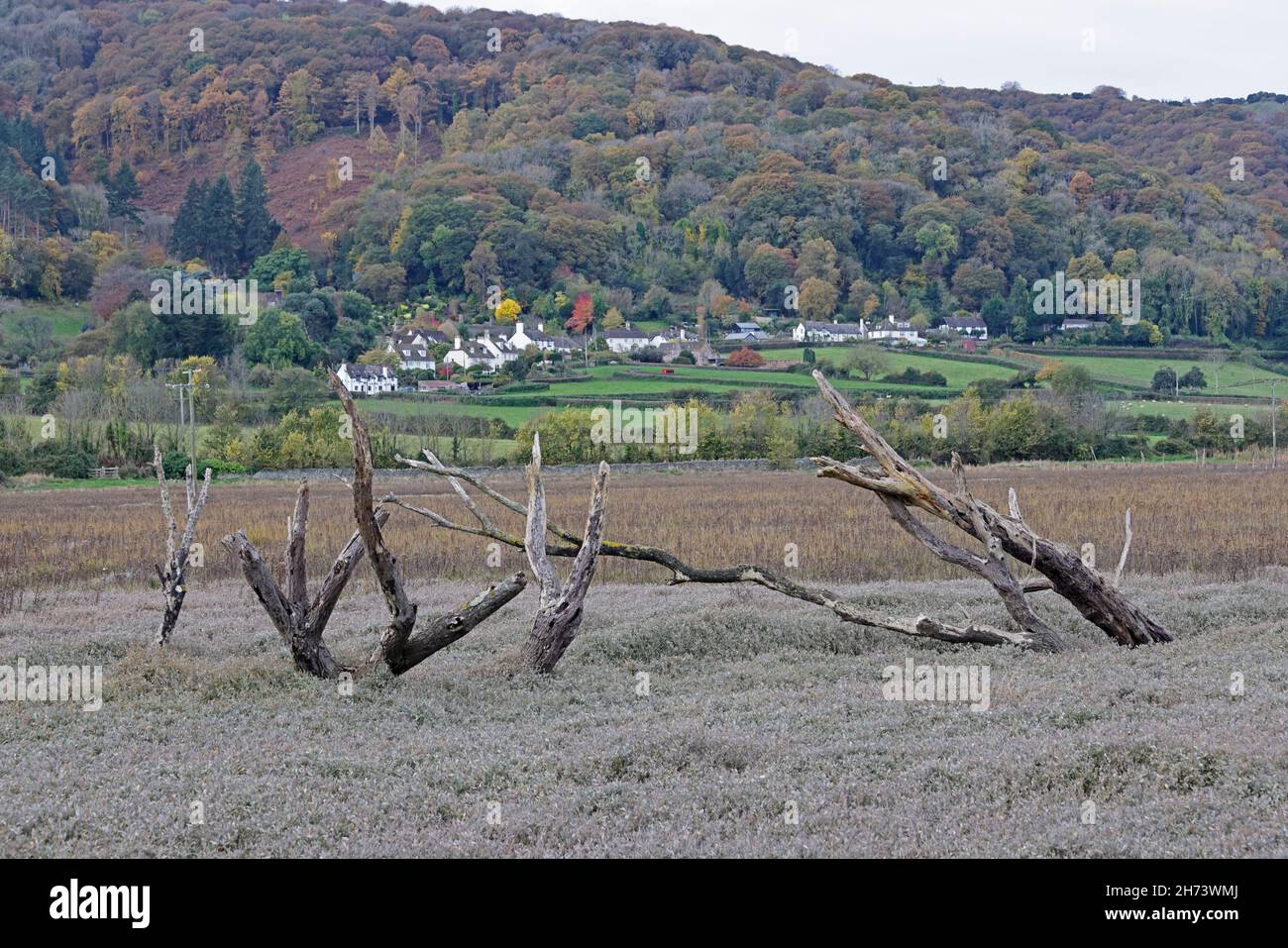Dead Trees on Porlock Marsh Somerset UK Stock Photo - Alamy