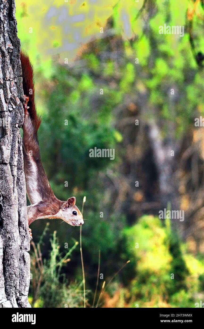 Wild mammals in their natural environment - natural environment Stock ...