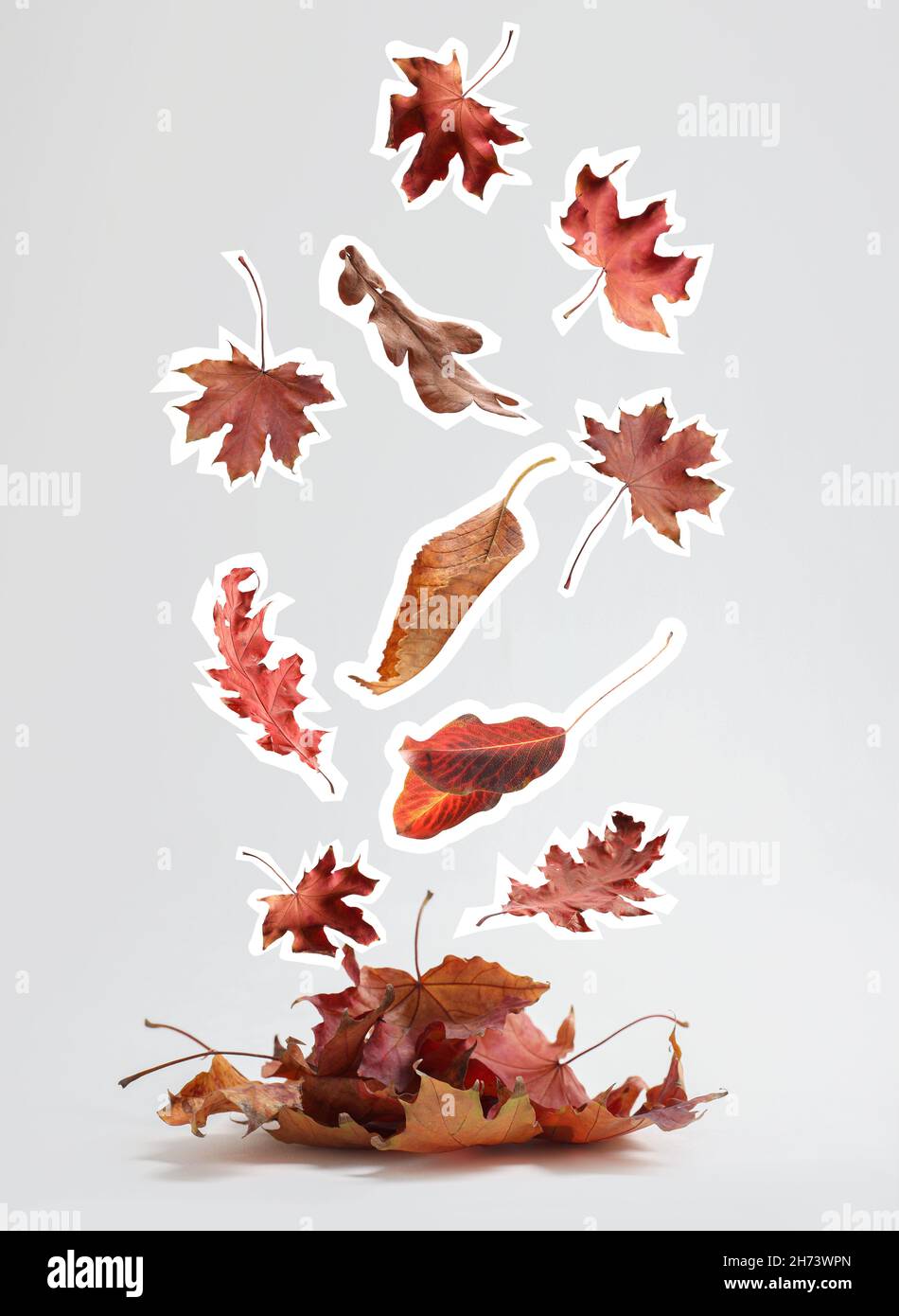Falling autumn leaves on light background Stock Photo - Alamy