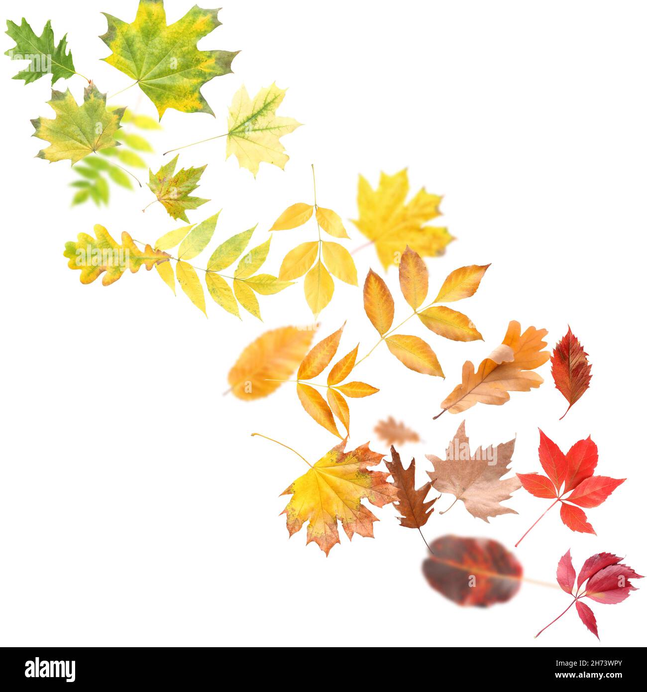 Falling autumn leaves on white background Stock Photo - Alamy
