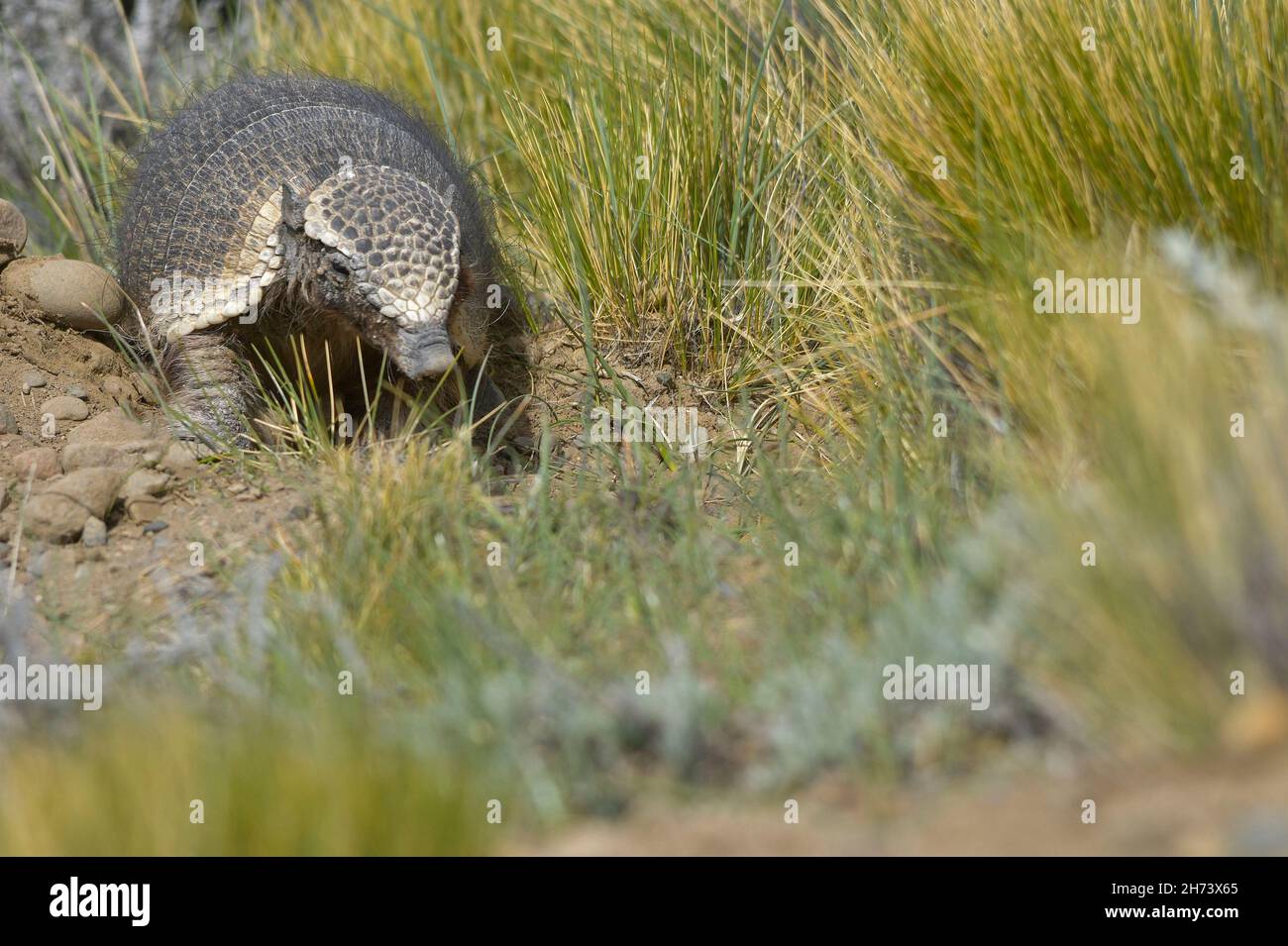 Wild mammals in their natural environment - natural environment Stock ...