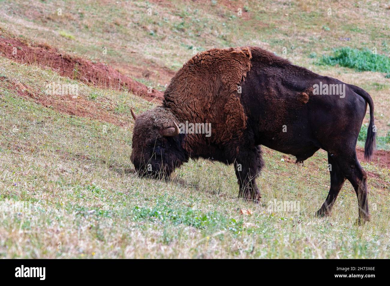 Wild mammals in their natural environment - natural environment Stock ...