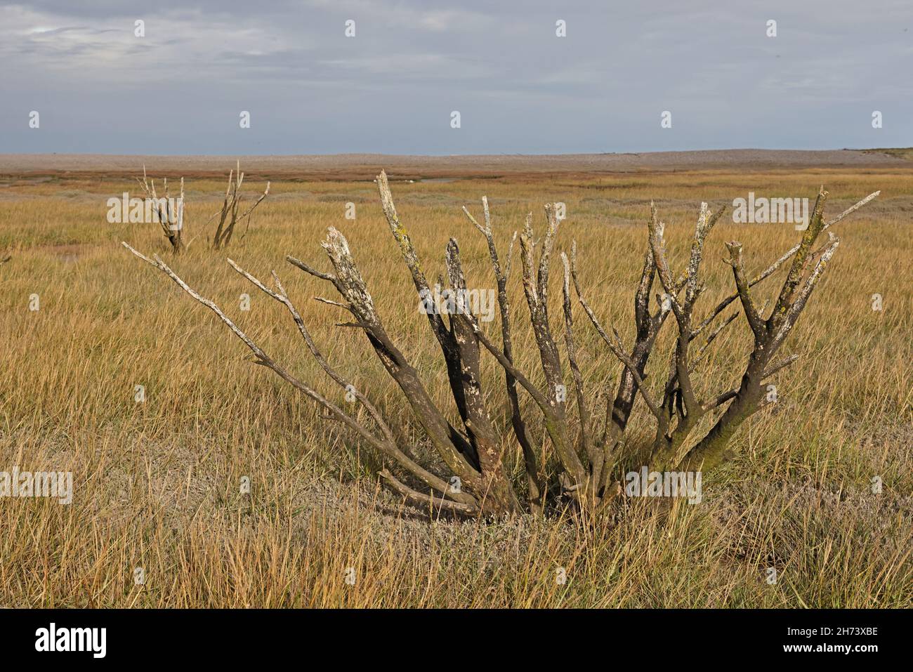 Dead Trees on Porlock Marsh Somerset UK Stock Photo - Alamy