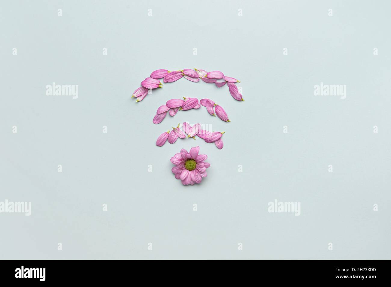 WiFi symbol made from flower petals on grey background Stock Photo - Alamy