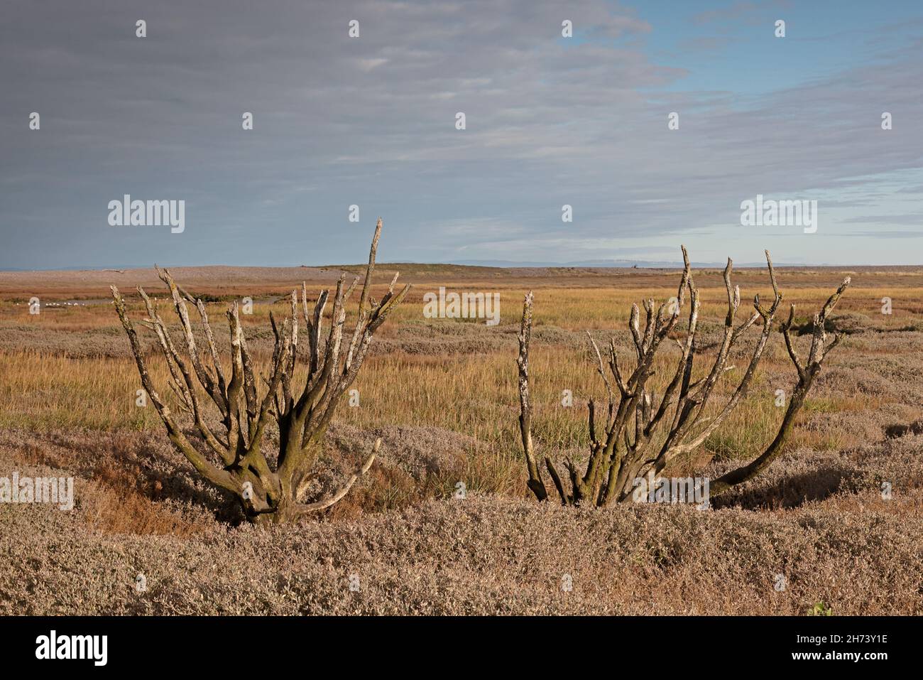 Dead Trees on Porlock Marsh Somerset UK Stock Photo - Alamy
