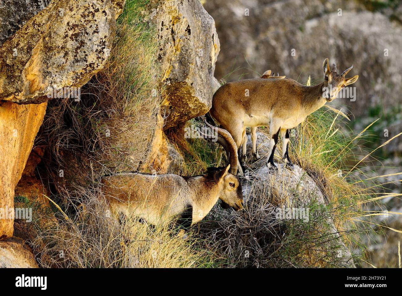 Wild mammals in their natural environment - natural environment Stock ...