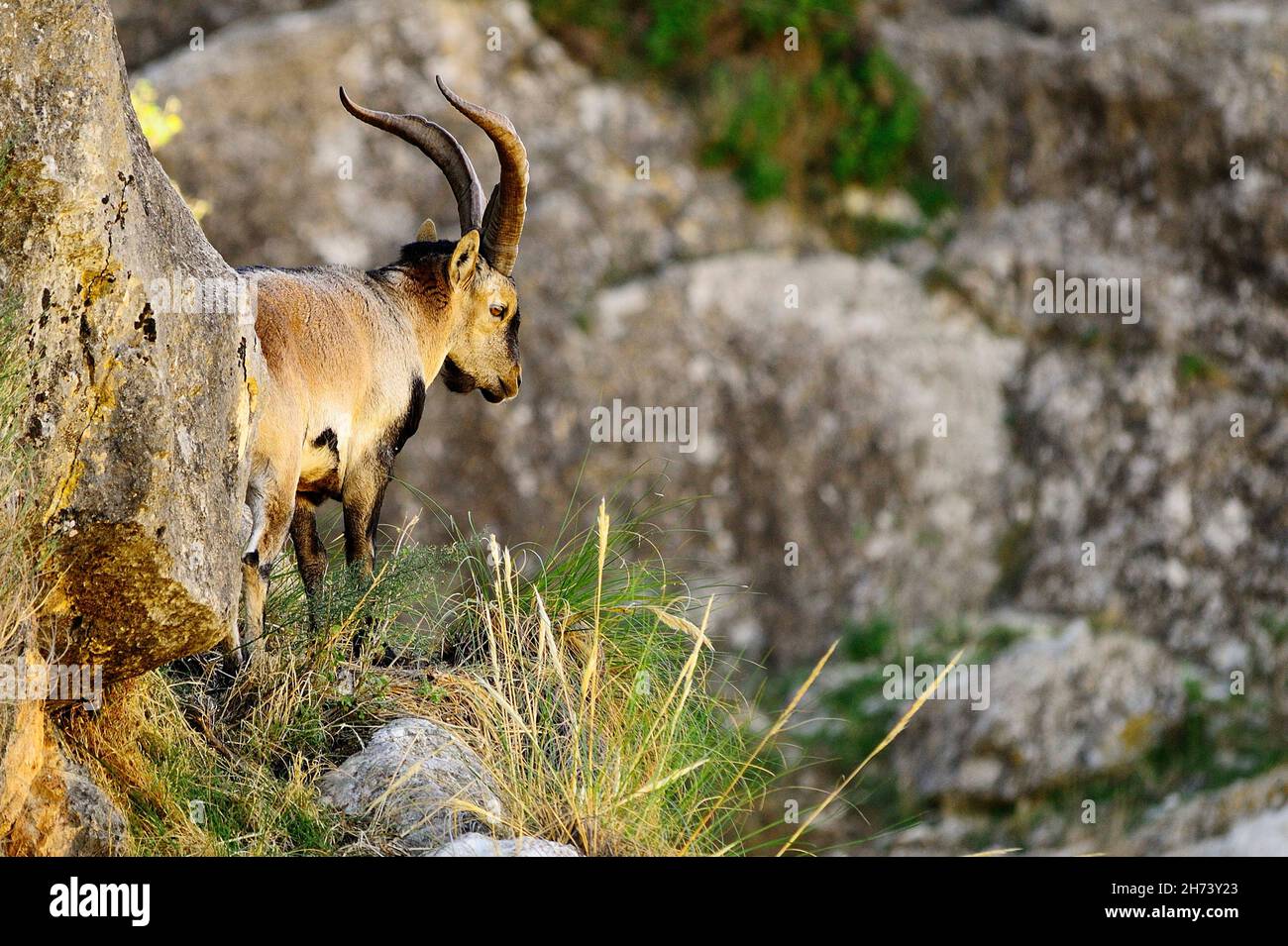 Wild mammals in their natural environment - natural environment Stock ...