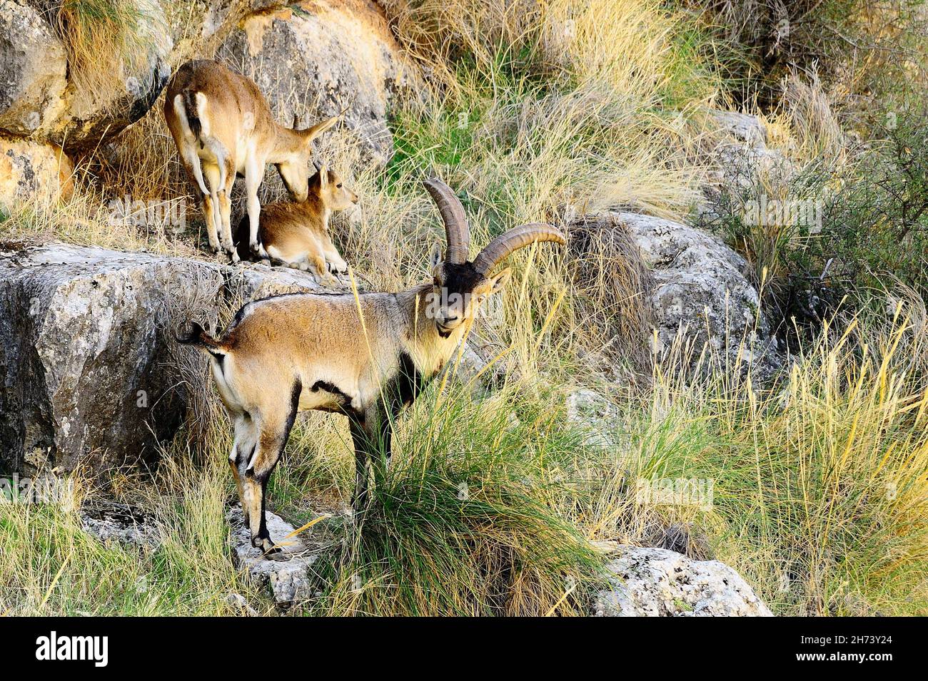 Wild mammals in their natural environment - natural environment Stock ...