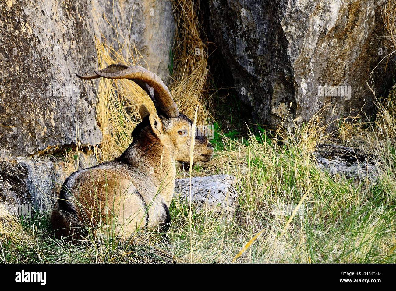 Wild mammals in their natural environment - natural environment Stock ...
