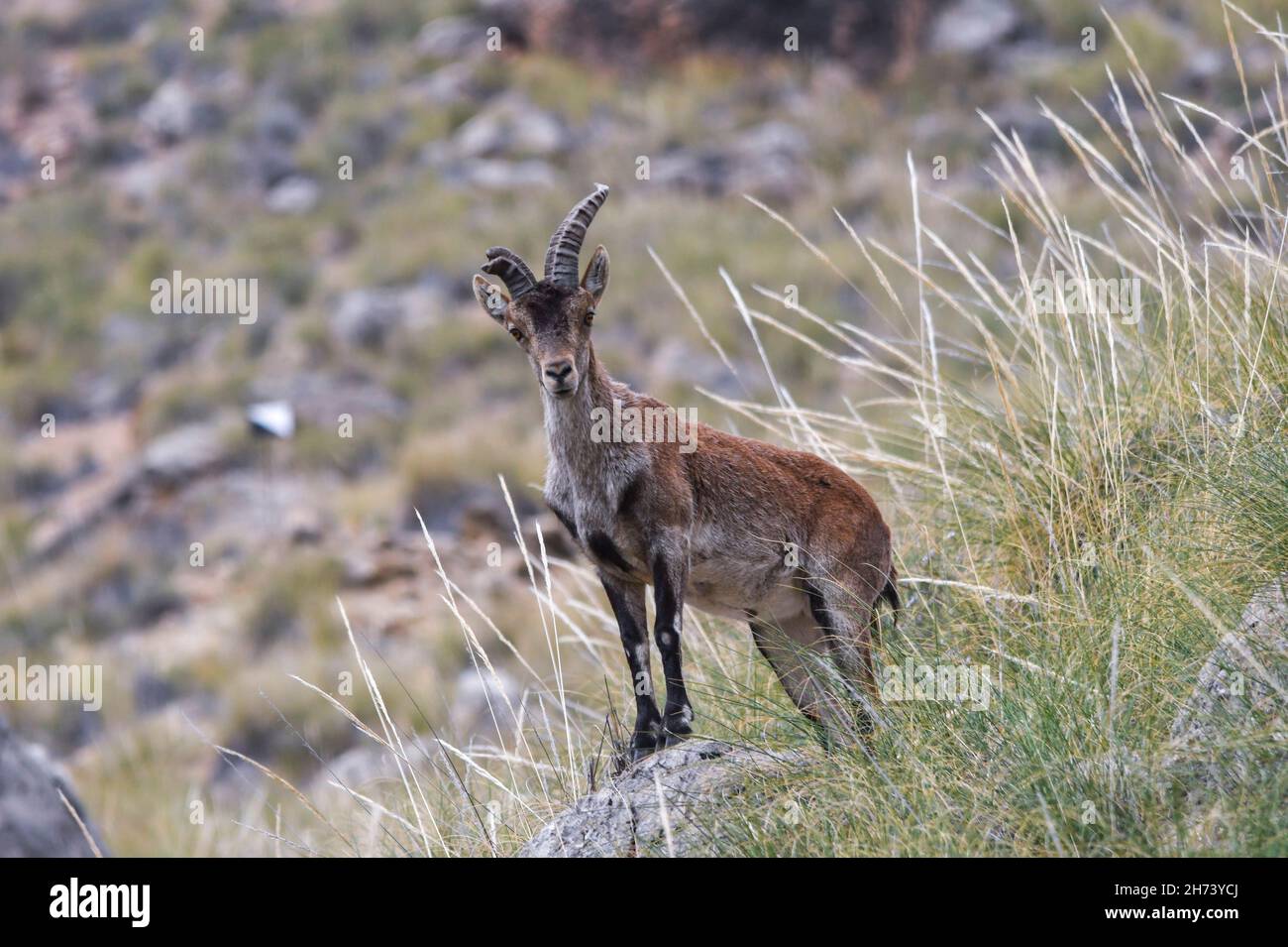 Wild mammals in their natural environment - natural environment Stock ...