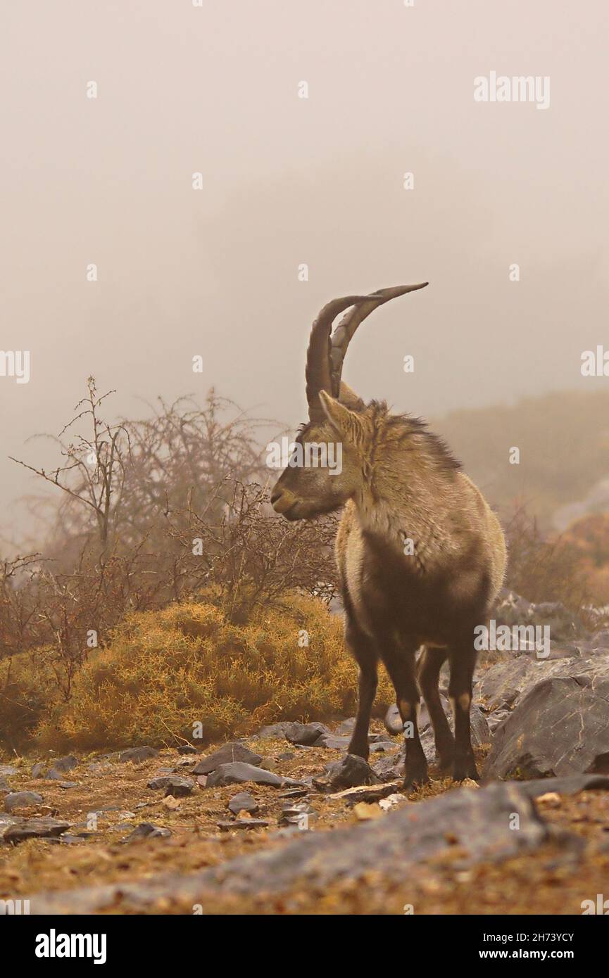 Wild mammals in their natural environment - natural environment Stock ...