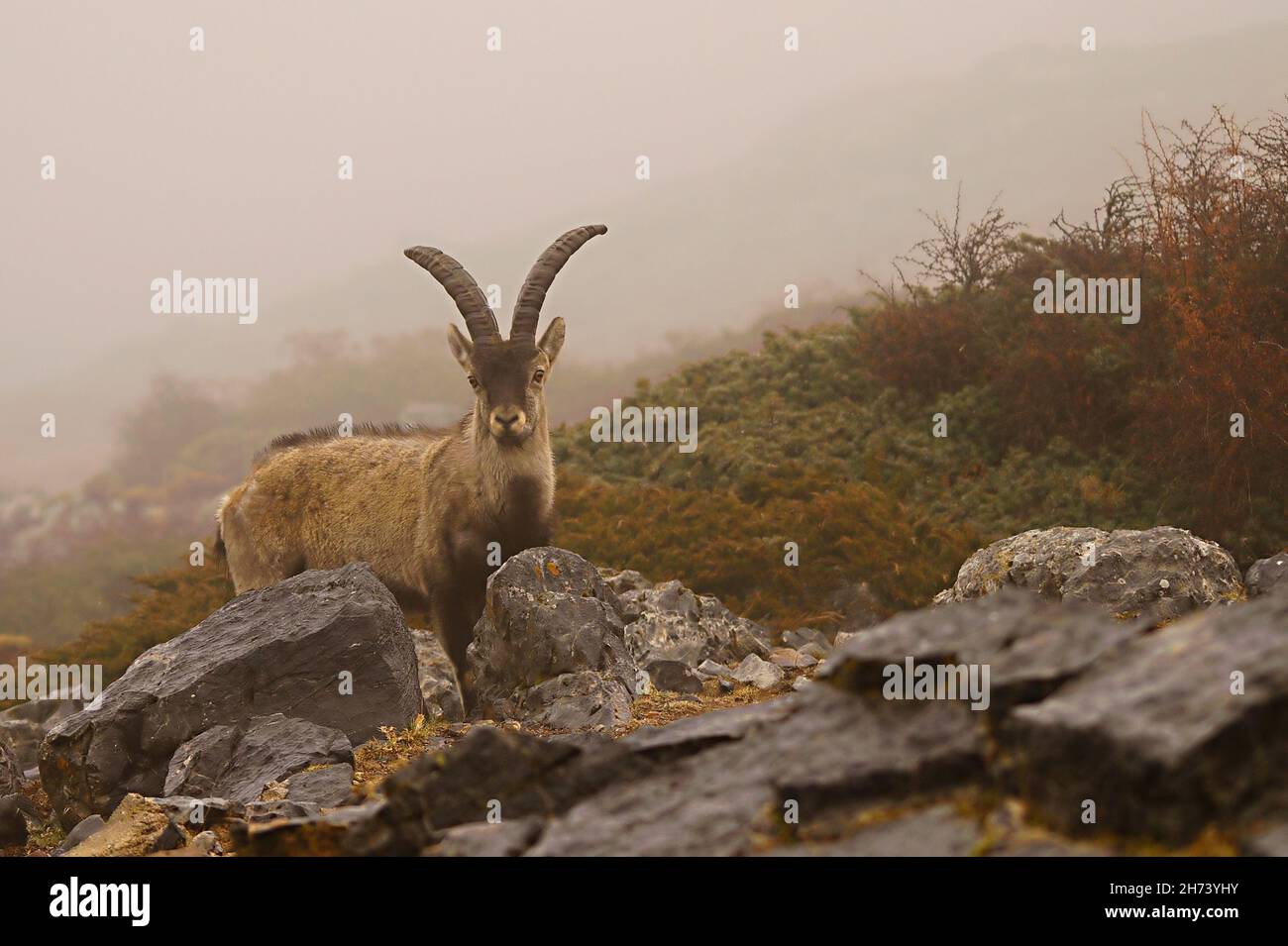 Wild mammals in their natural environment - natural environment Stock ...