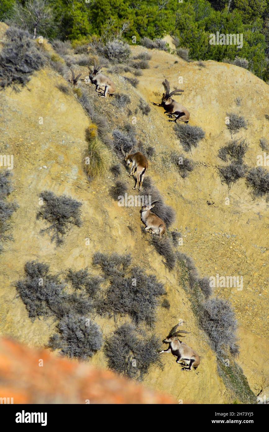 Wild mammals in their natural environment - natural environment Stock ...