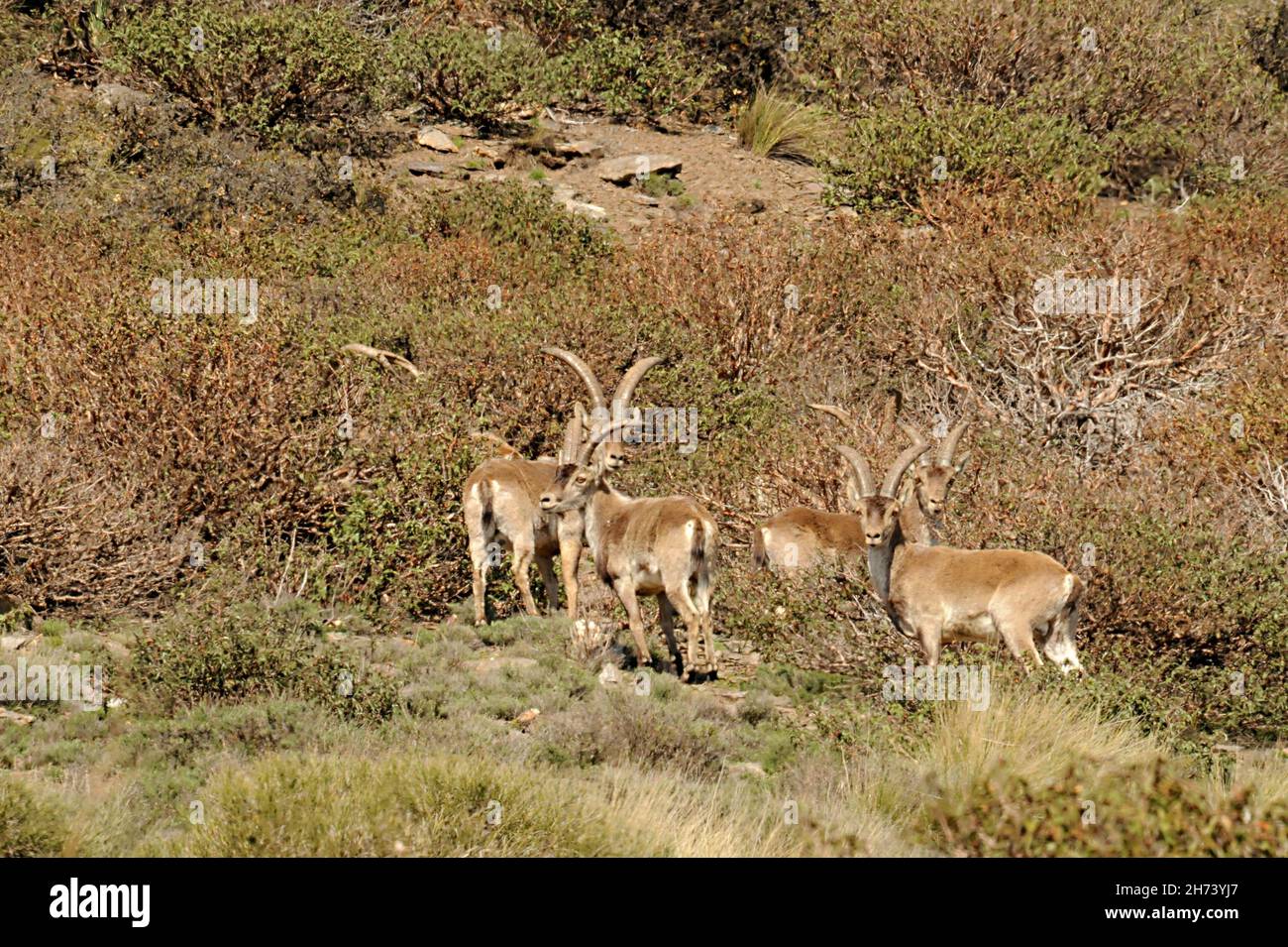 Wild mammals in their natural environment - natural environment Stock ...