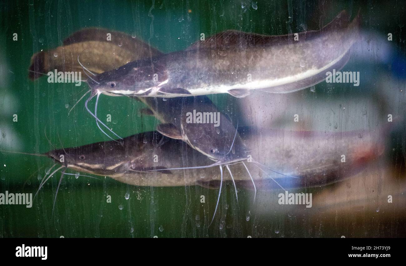 Rostock, Germany. 18th Oct, 2021. African catfish swim in a water basin ...