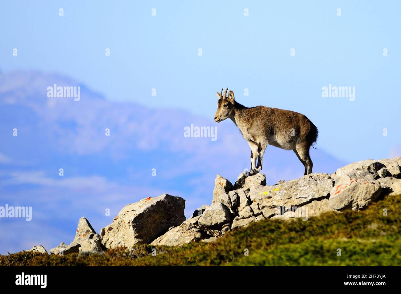 Wild mammals in their natural environment - natural environment Stock ...
