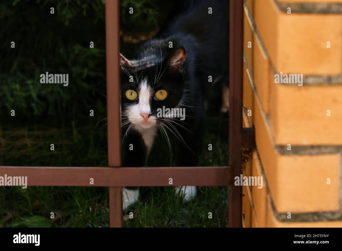 Cute cat behind fence outdoors Stock Photo - Alamy