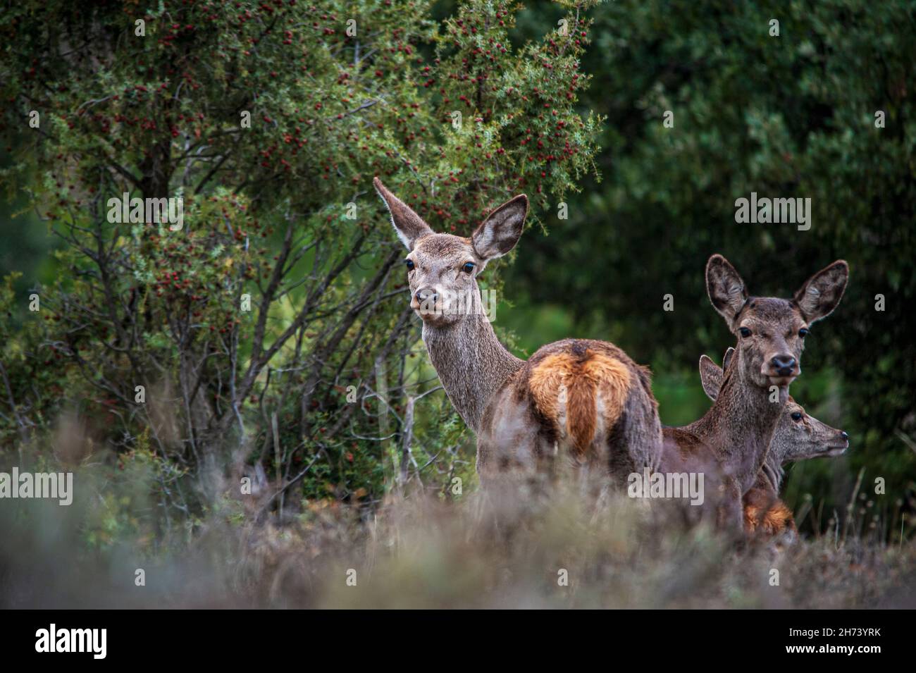 Wild mammals in their natural environment - natural environment Stock ...