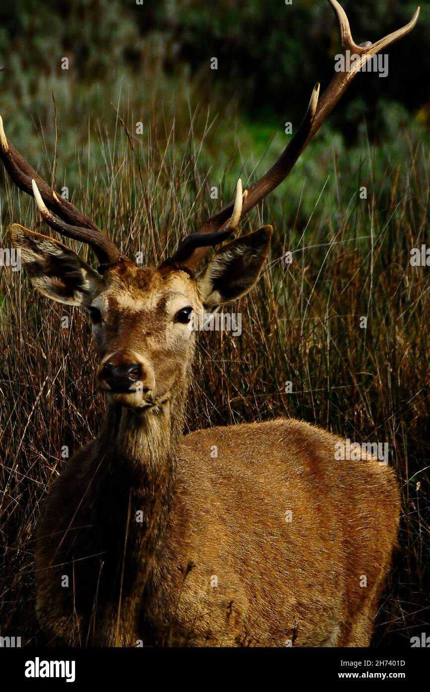 Wild mammals in their natural environment - natural environment Stock ...