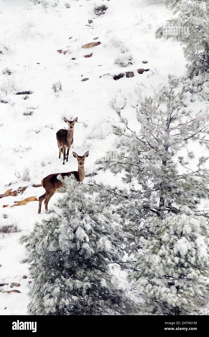 Wild mammals in their natural environment - natural environment Stock ...
