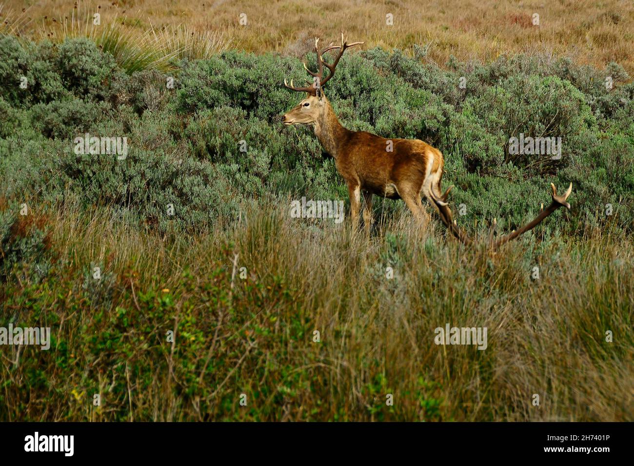 Wild mammals in their natural environment - natural environment Stock ...