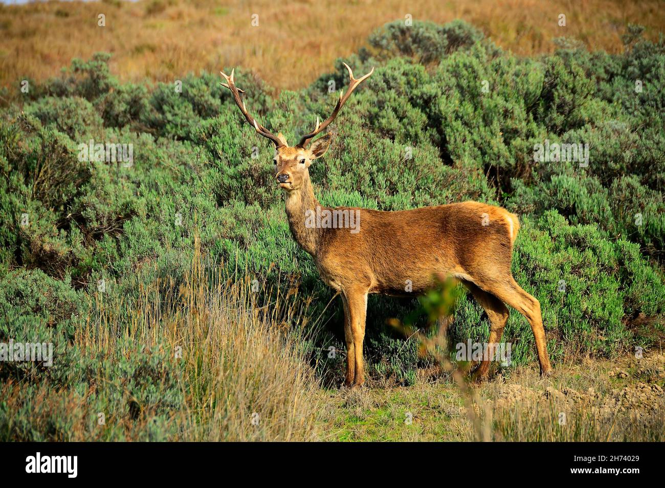 Wild mammals in their natural environment - natural environment Stock ...