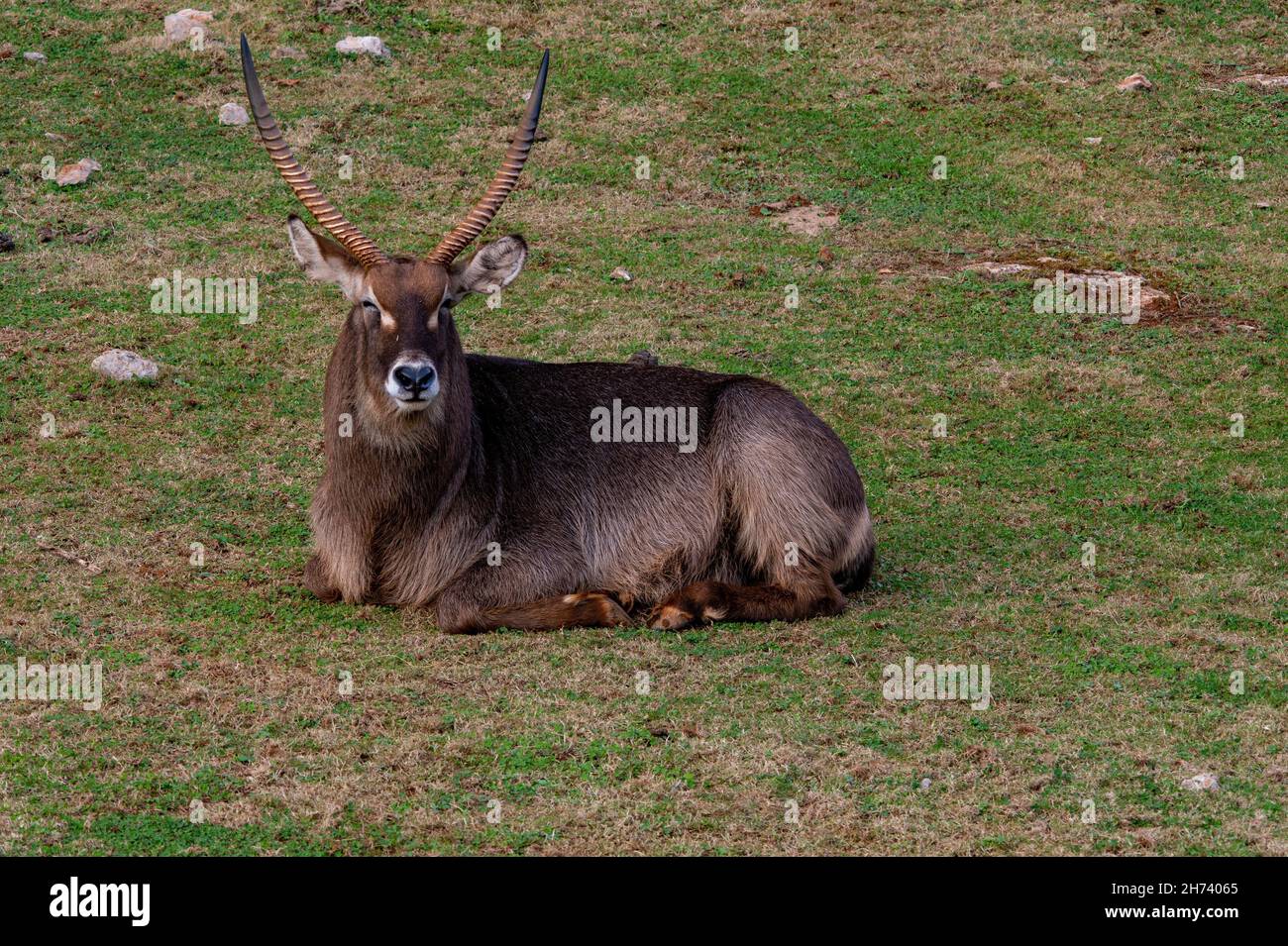 Wild mammals in their natural environment - natural environment Stock ...