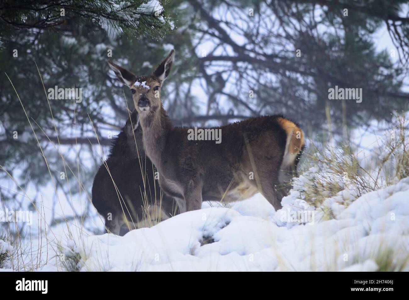 Wild mammals in their natural environment - natural environment Stock ...