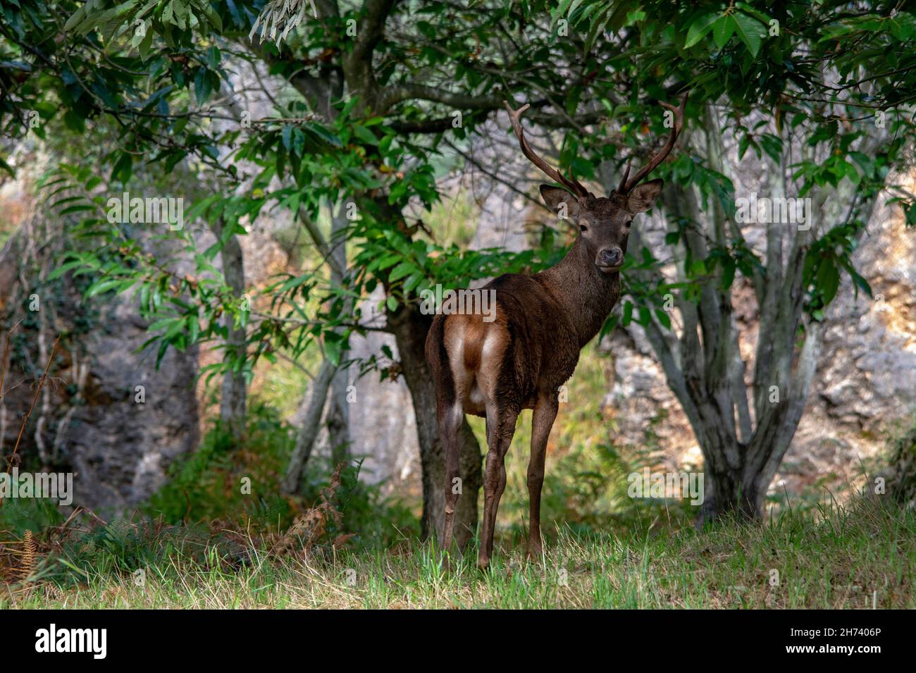 Wild mammals in their natural environment - natural environment Stock ...