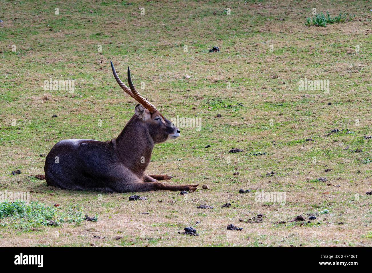 Wild mammals in their natural environment - natural environment Stock ...