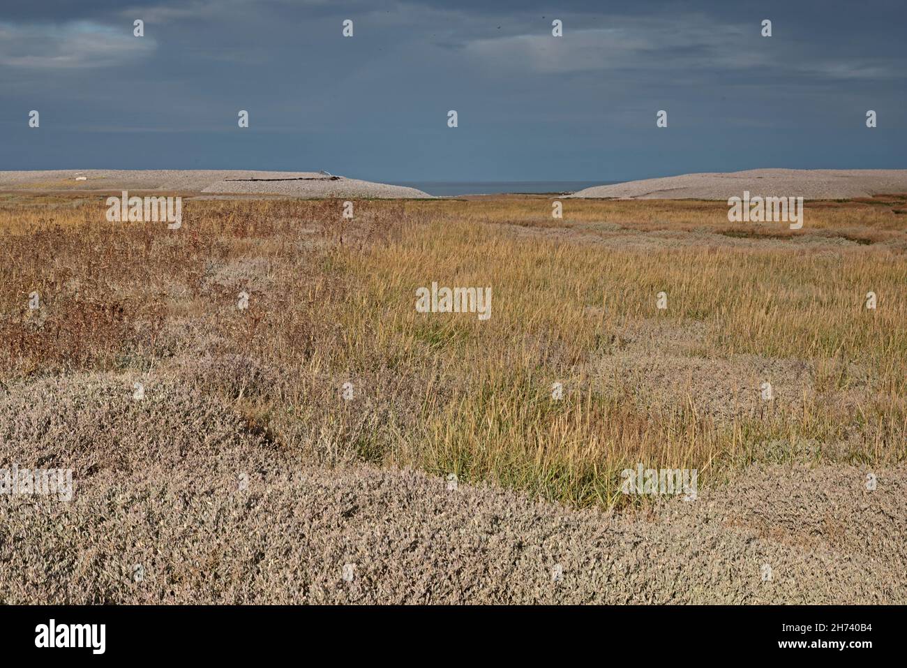 Somerset marsh hi-res stock photography and images - Alamy