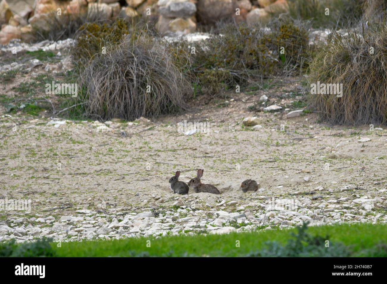 Wild mammals in their natural environment - natural environment Stock ...