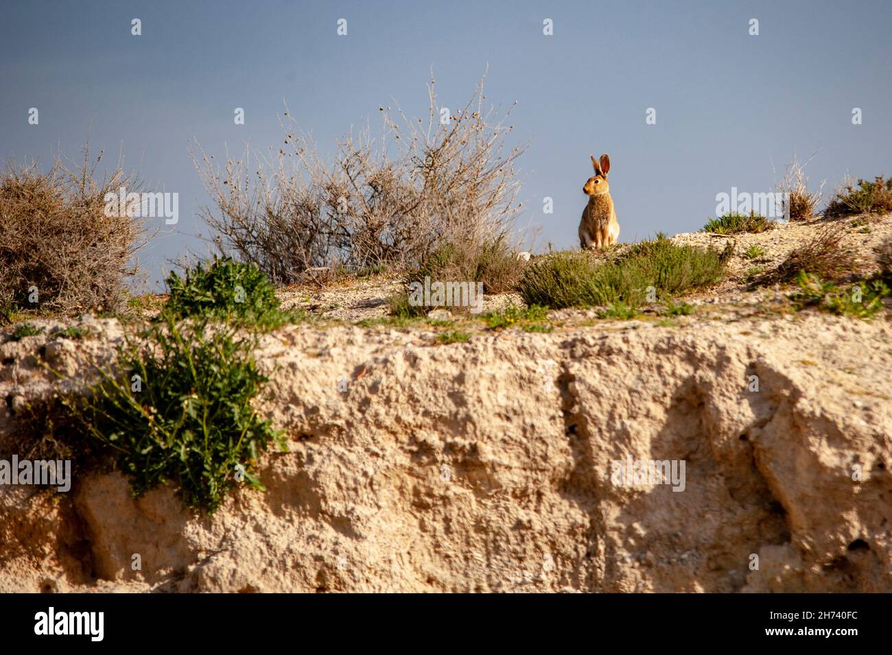 Wild mammals in their natural environment - natural environment Stock ...