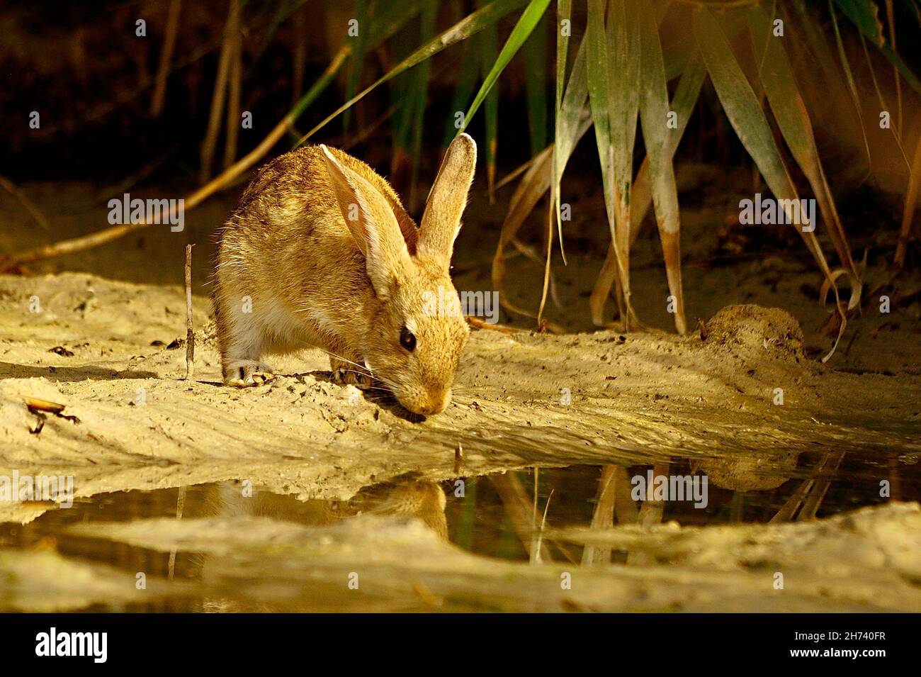 Wild mammals in their natural environment - natural environment Stock ...