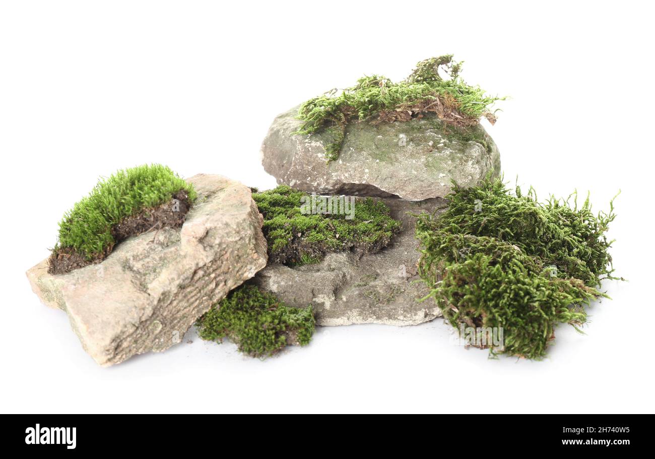 Green moss with rocks isolated on white background Stock Photo - Alamy