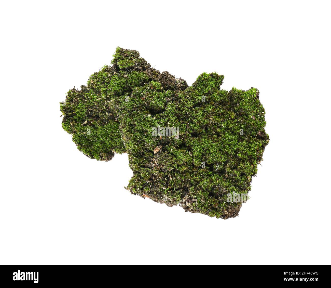 Green moss with ground isolated on white background Stock Photo - Alamy