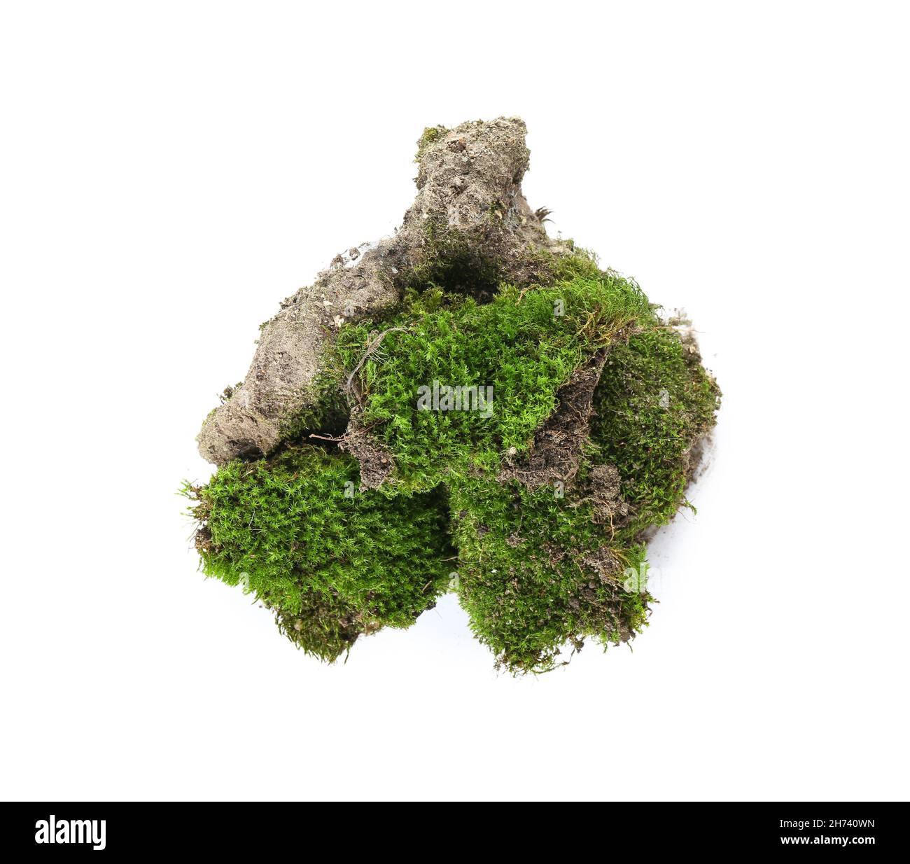 Green moss with ground isolated on white background Stock Photo - Alamy