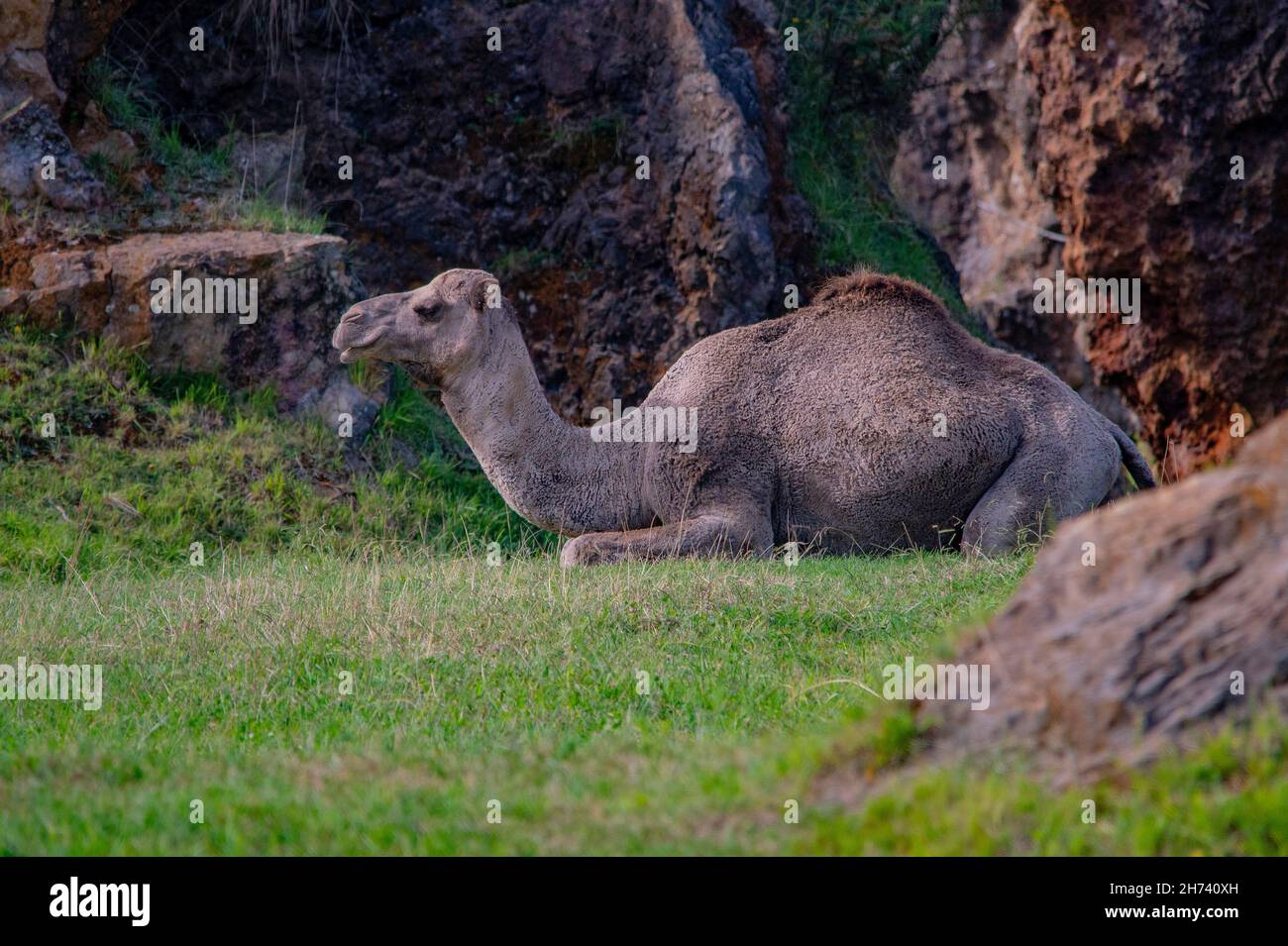 Wild mammals in their natural environment - natural environment Stock ...