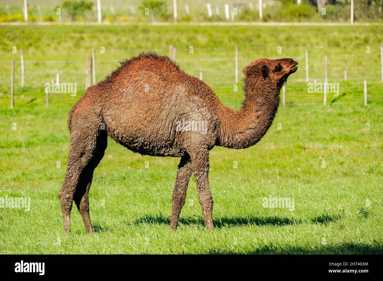 Wild mammals in their natural environment - natural environment Stock ...