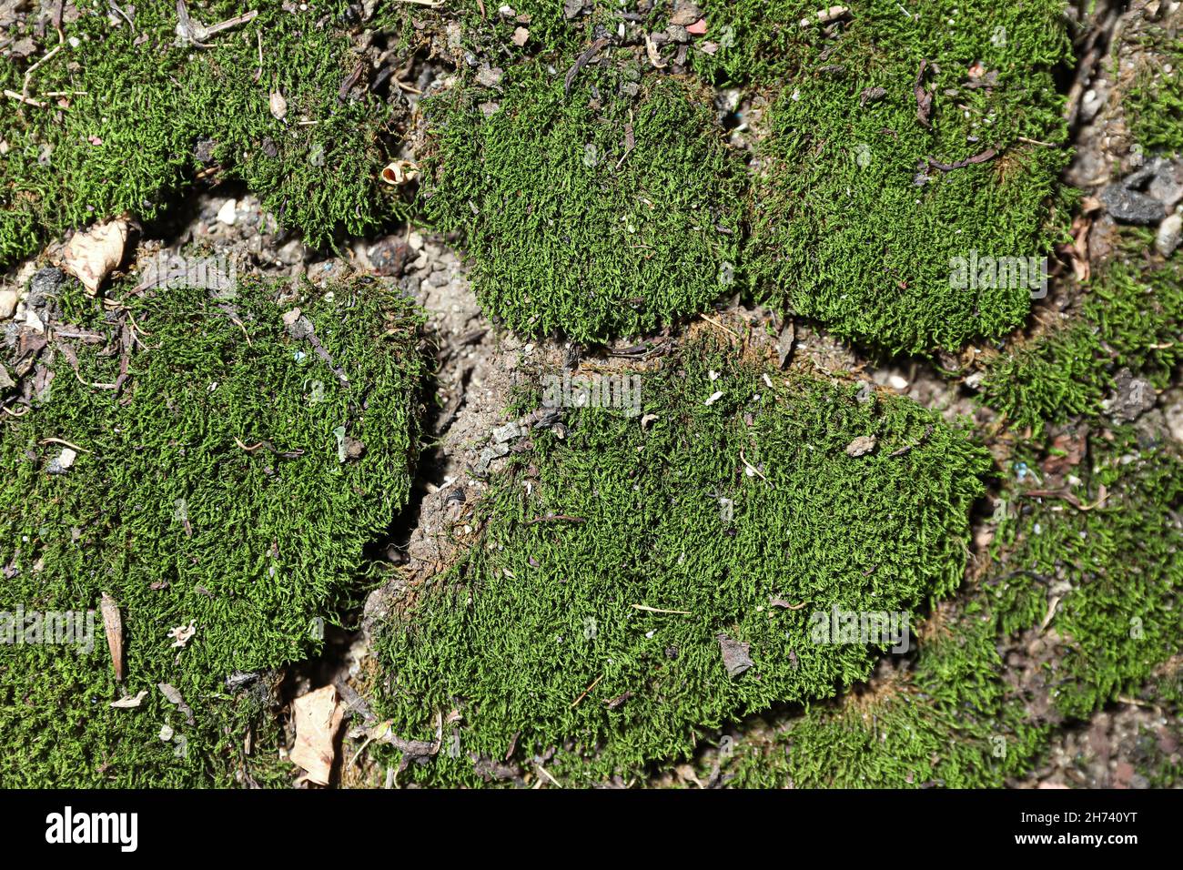Green moss on ground background Stock Photo - Alamy