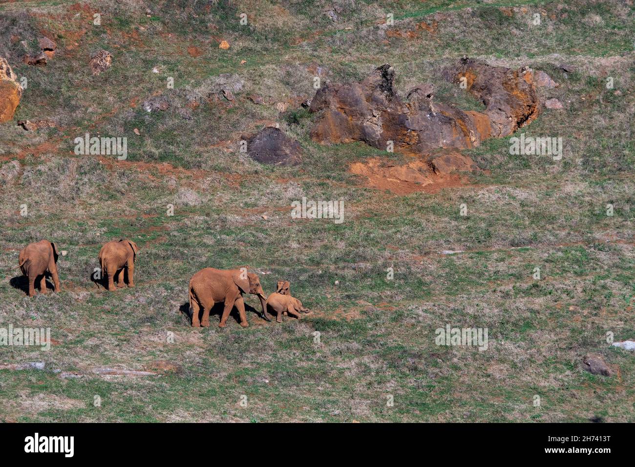 Wild mammals in their natural environment - natural environment Stock ...