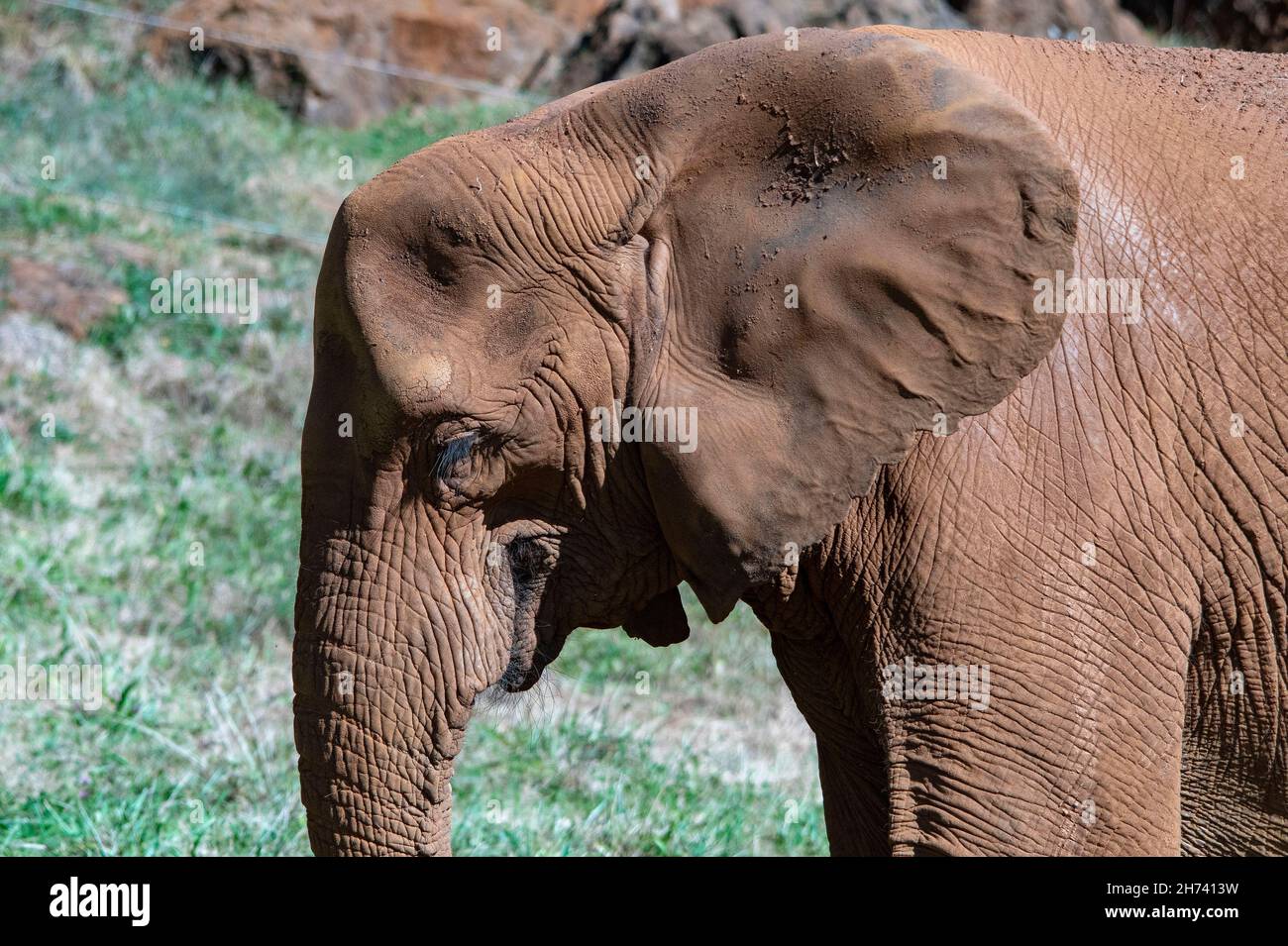 Wild mammals in their natural environment - natural environment Stock ...