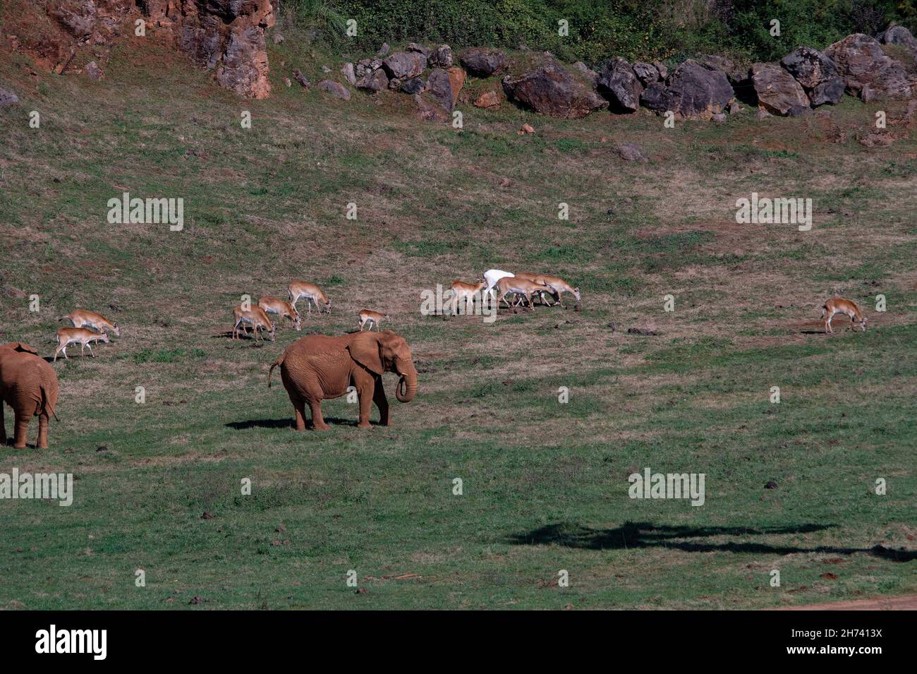 Wild mammals in their natural environment - natural environment Stock ...