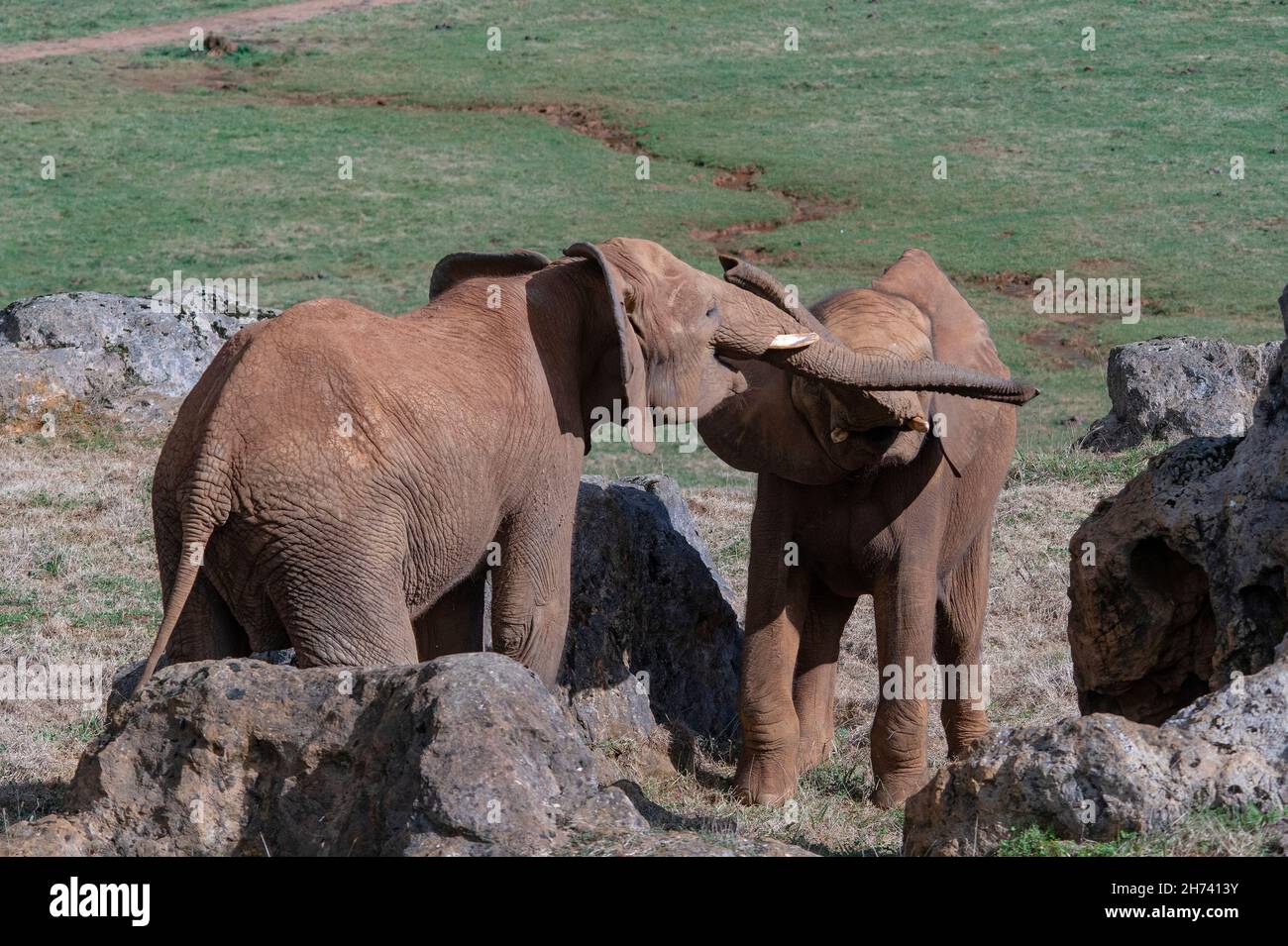 Wild mammals in their natural environment - natural environment Stock ...