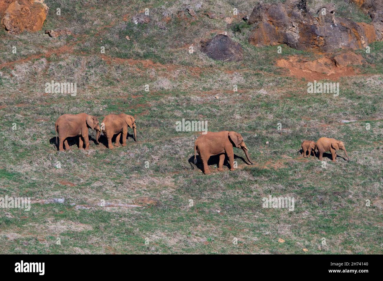 Wild mammals in their natural environment - natural environment Stock ...