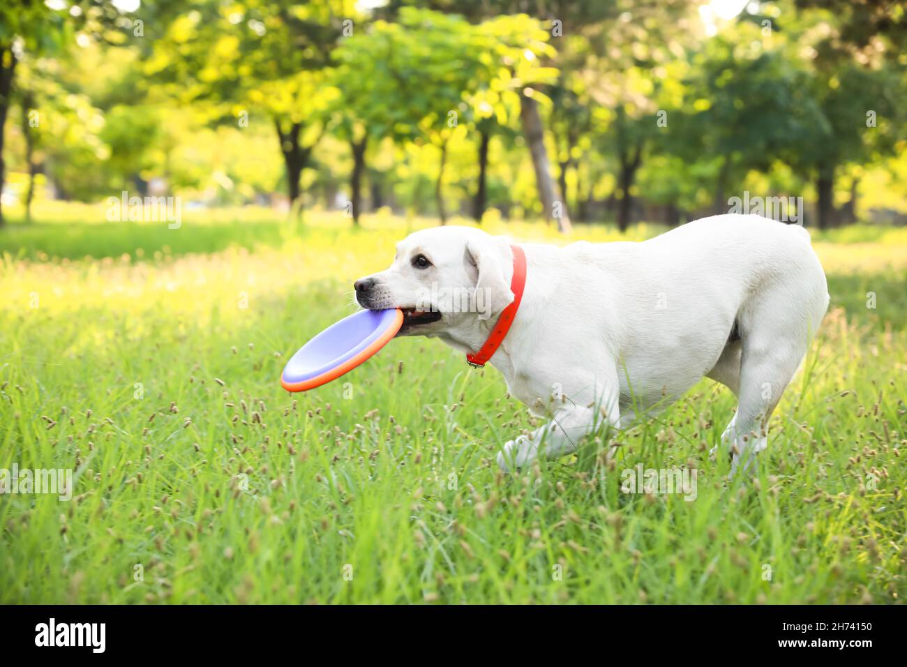 Labrador retriever catching game hi-res stock photography and images ...